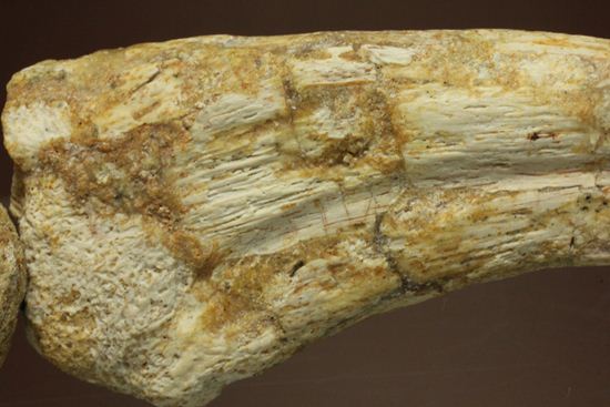 人気恐竜スピノサウルスの手爪化石が登場！ | 化石セブンの最新情報