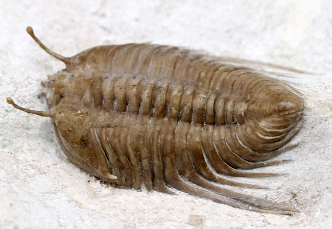 博物館級！三葉虫コレクター垂涎の品、女神の名を関するロシア産の超希少種キベレ・パンデリ（Cybele panderi） 三葉虫 販売