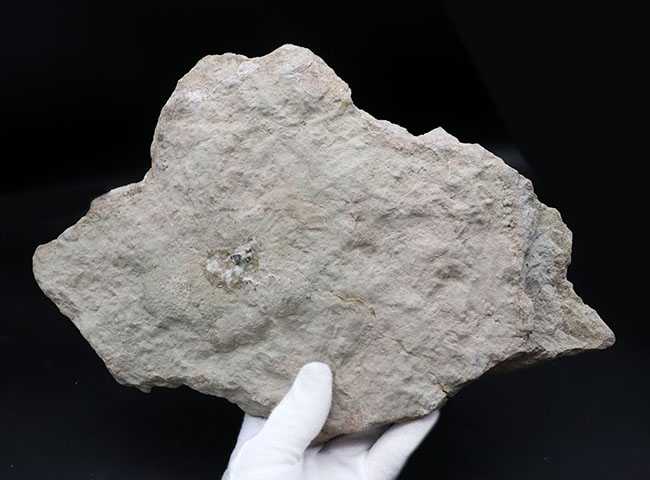 博物館級！三葉虫コレクター垂涎の品、女神の名を関するロシア産の超希少種キベレ・パンデリ（Cybele panderi） 三葉虫 販売