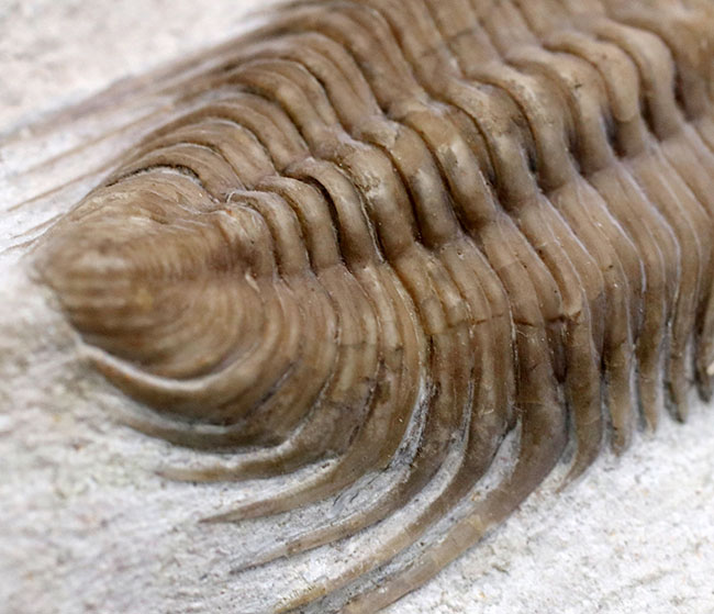 博物館級！三葉虫コレクター垂涎の品、女神の名を関するロシア産の超希少種キベレ・パンデリ（Cybele panderi） 三葉虫 販売