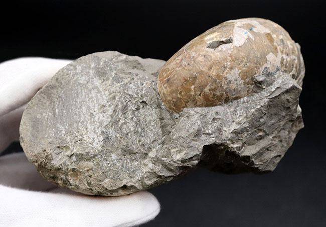 北海道を代表する白亜紀のアンモナイトの一つ、テトラゴニテス（Tetragonites） アンモナイト 販売