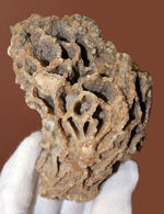 サンゴ（化石）の一覧です。