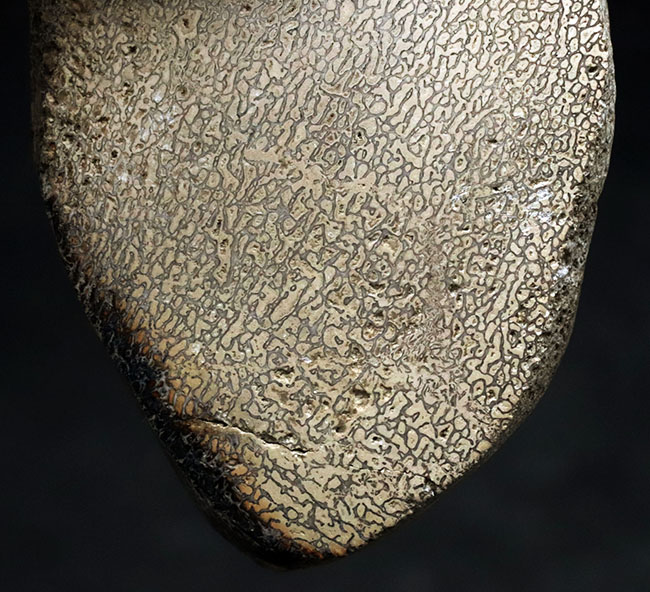 およそ200年前に恐竜という新分野の発見のきっかけになった およそ200年前に恐竜という新分野の発見のきっかけになった