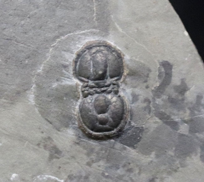 保存状態良好！謎多き三葉虫、ペロノプシス（Peronopsis interstrictus）上質の化石 三葉虫 販売