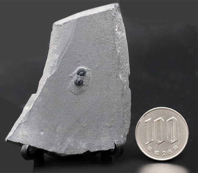 変わり種の三葉虫、ペロノプシス（Peronopsis interstrictus）の上質化石 三葉虫 販売