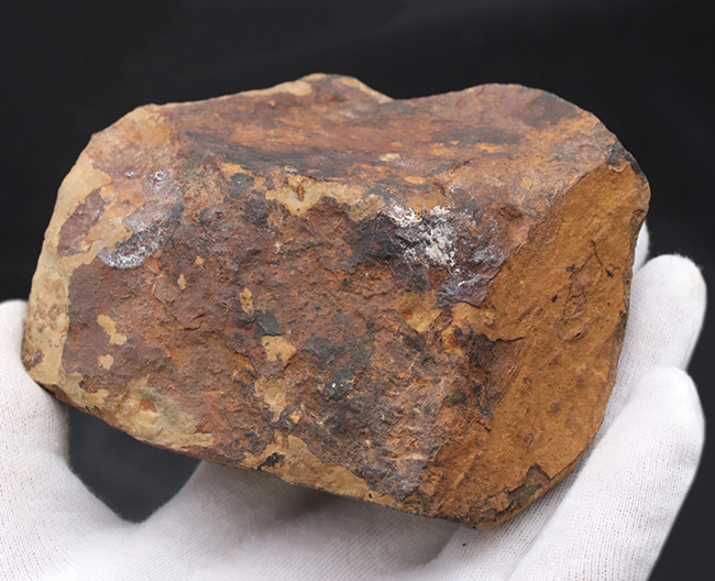 カンブリア紀中期の非常に古い三葉虫、カンブリア紀のチェコ産プティコパリア・ストリアータ（Ptychoparia striata）の群集化石 ...