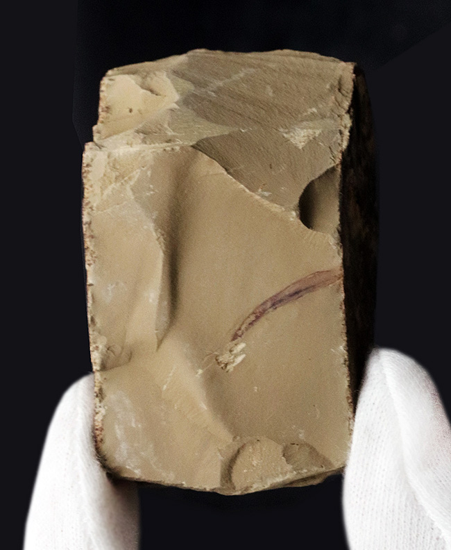 現世生物と一切つながりがない、カンブリアモンスターの一つ、謎の生物、クリココスミア・インニンゲンシス（Cricocosmia ...