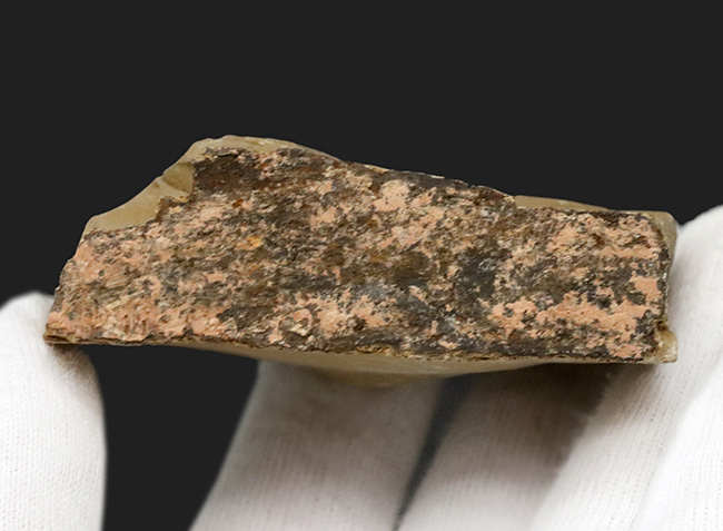 現世生物と一切つながりがない、カンブリアモンスターの一つ、謎の生物、クリココスミア・インニンゲンシス（Cricocosmia ...