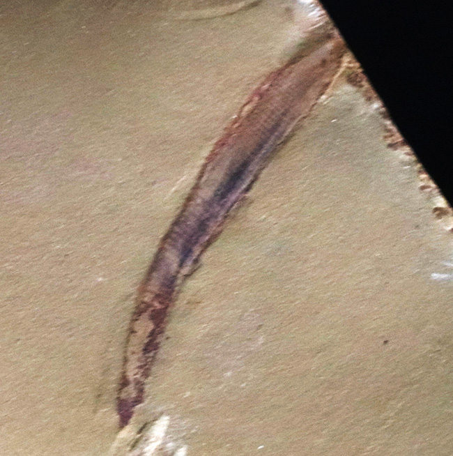 現世生物と一切つながりがない、カンブリアモンスターの一つ、謎の生物、クリココスミア・インニンゲンシス（Cricocosmia ...