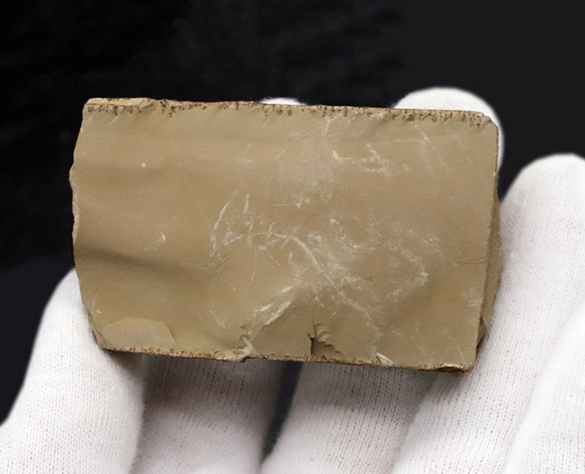 現世生物と一切つながりがない、カンブリアモンスターの一つ、謎の生物、クリココスミア・インニンゲンシス（Cricocosmia ...