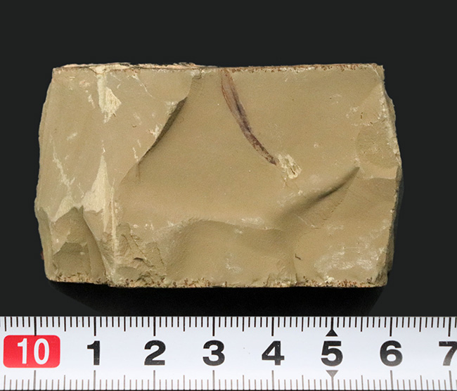 現世生物と一切つながりがない、カンブリアモンスターの一つ、謎の生物、クリココスミア・インニンゲンシス（Cricocosmia ...