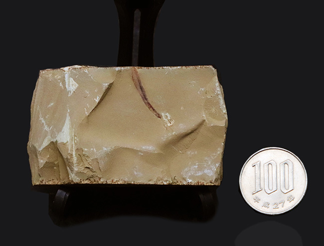 現世生物と一切つながりがない、カンブリアモンスターの一つ、謎の生物、クリココスミア・インニンゲンシス（Cricocosmia ...