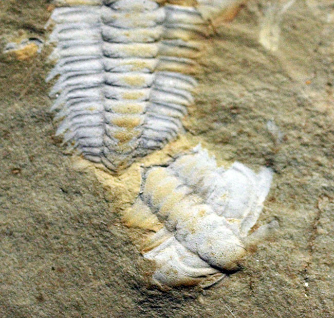 三葉虫コレクターに贈るオールドコレクション、中国チェンジャン産三葉虫エオレドリキア（Eoredlichia intermedia） 化石 販売