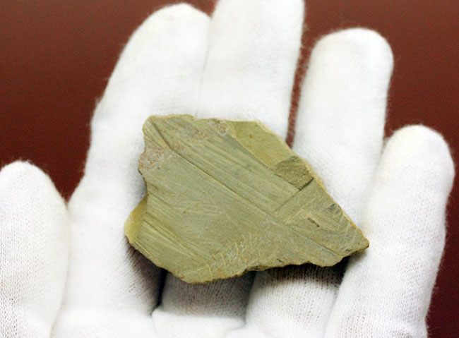 三葉虫コレクターに贈るオールドコレクション、中国チェンジャン産三葉虫エオレドリキア（Eoredlichia intermedia） 化石 販売