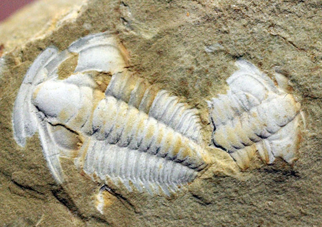 三葉虫コレクターに贈るオールドコレクション、中国チェンジャン産三葉虫エオレドリキア（Eoredlichia intermedia） 化石 販売