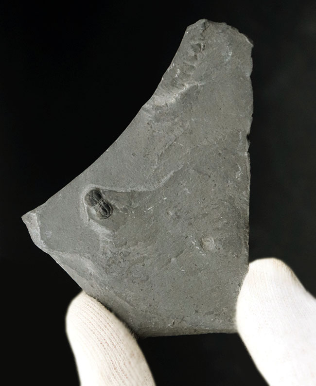 保存状態良好！古生代カンブリア紀の不思議な三葉虫、ペロノプシス（Peronopsis interstrictus）の化石 三葉虫 販売