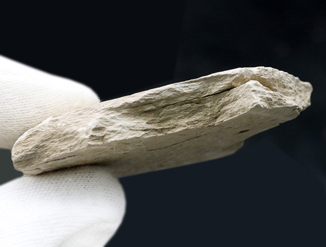 謎多き最初期の三葉虫、ペロノプシス（Peronopsis interstrictus）のマルチプレート化石 三葉虫 販売