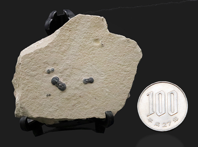 謎多き最初期の三葉虫、ペロノプシス（Peronopsis interstrictus）のマルチプレート化石 三葉虫 販売