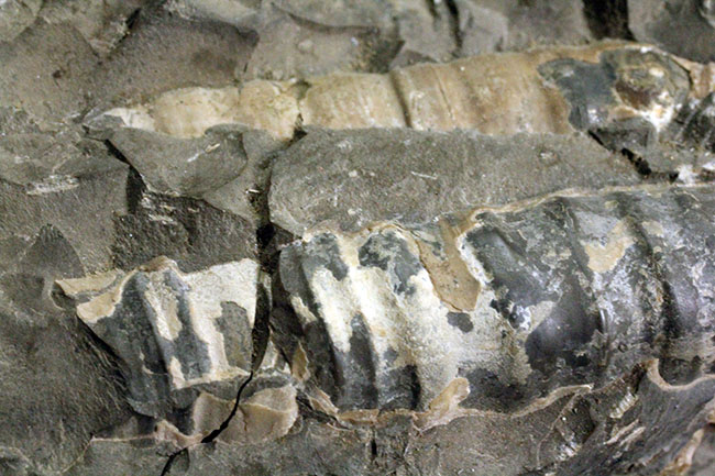 北海道を代表する異常巻きアンモナイトの一つ、ポリプチコセラス（Polyptychoceras sp.）。北海道三笠市幾春別産。 アンモナイト 販売