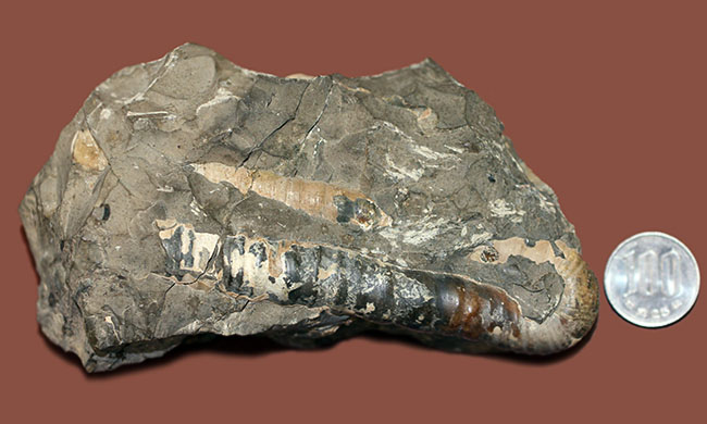 北海道を代表する異常巻きアンモナイトの一つ、ポリプチコセラス（Polyptychoceras sp.）。北海道三笠市幾春別産。 アンモナイト 販売