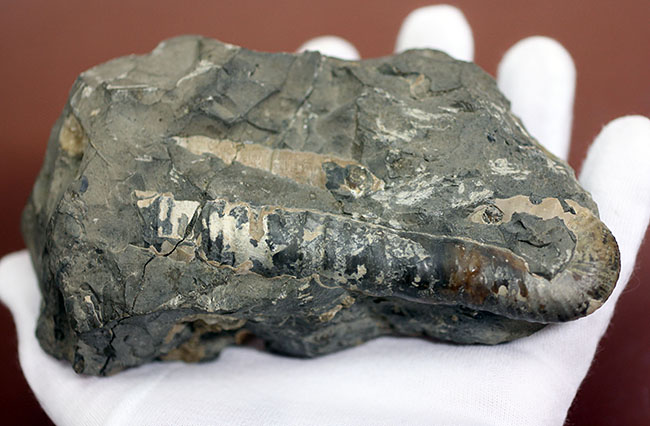 北海道を代表する異常巻きアンモナイトの一つ、ポリプチコセラス（Polyptychoceras sp.）。北海道三笠市幾春別産。 アンモナイト 販売