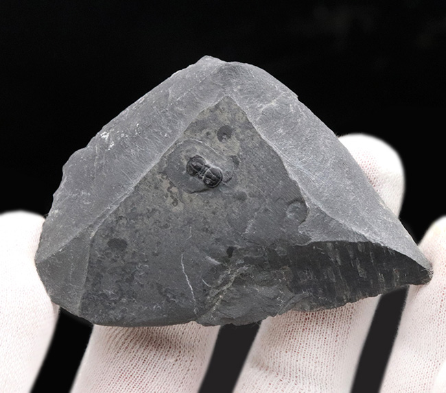 最も三葉虫らしくない三葉虫、ペロノプシス（Peronopsis interstrictus）の上質化石 三葉虫 販売