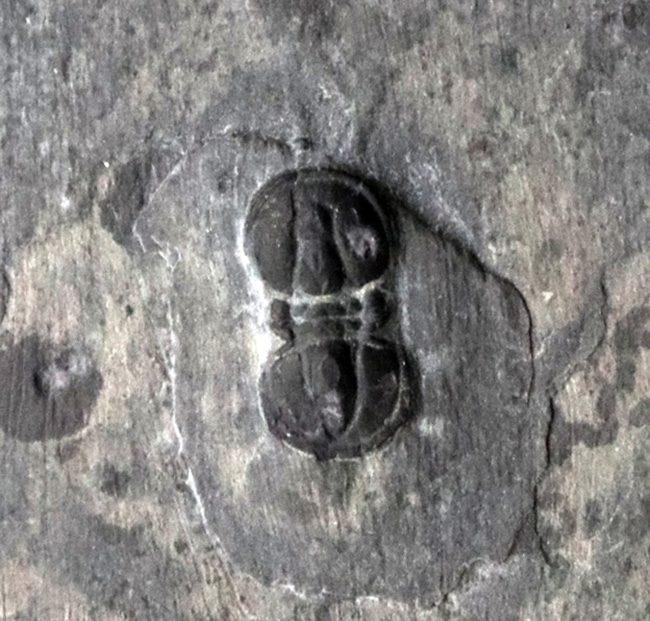 最も三葉虫らしくない三葉虫、ペロノプシス（Peronopsis interstrictus）の上質化石 三葉虫 販売