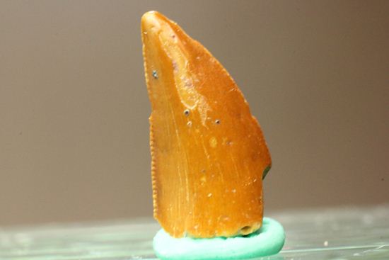 バハリアサウルスの歯(Bahariasaurus) 恐竜 販売